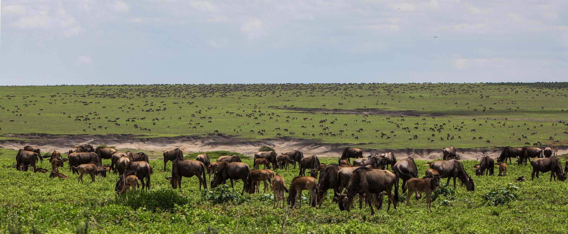 5 Days Ndutu Calving Season Migration “Fly-In” South Serengeti ...